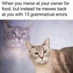 Cat Memes: 40 Memes to Ponder While Your Cat Judges You