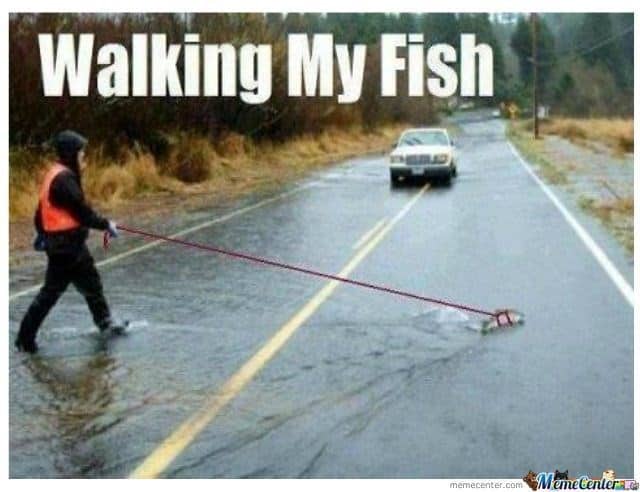 fish memes-2-3-31-2025 - Thunder Dungeon | The Funniest Memes. Period.