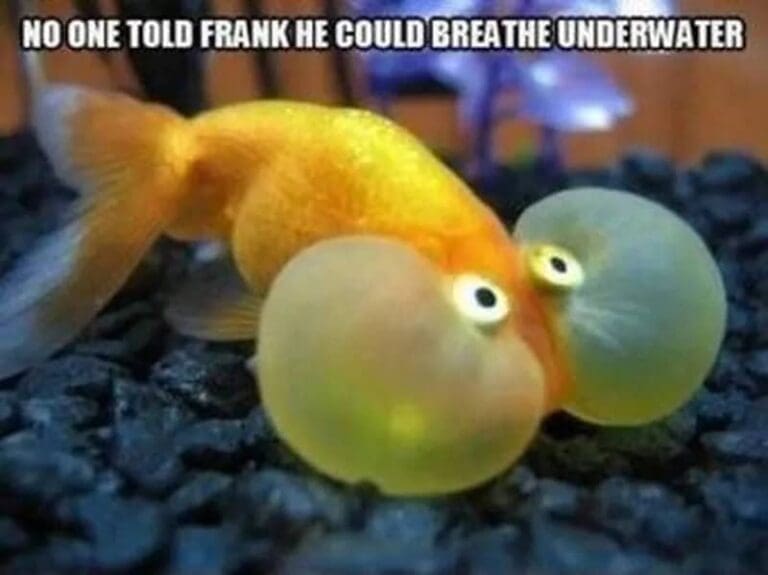 35 Fin-tastic Fish Memes Guaranteed To Reel You In