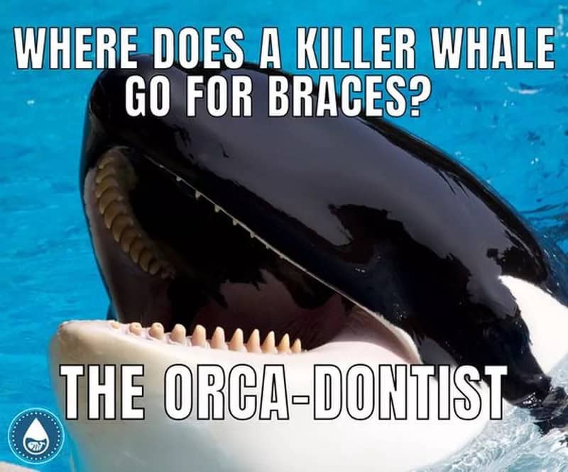 fish memes-29-3-31-2025 - Thunder Dungeon | The Funniest Memes. Period.