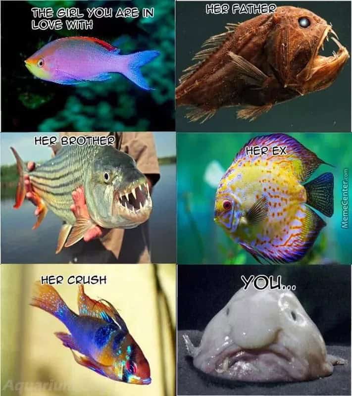 fish memes-33-3-31-2025 - Thunder Dungeon | The Funniest Memes. Period.