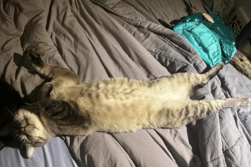 long cats-24-3-21-2025 - Thunder Dungeon | The Funniest Memes. Period.