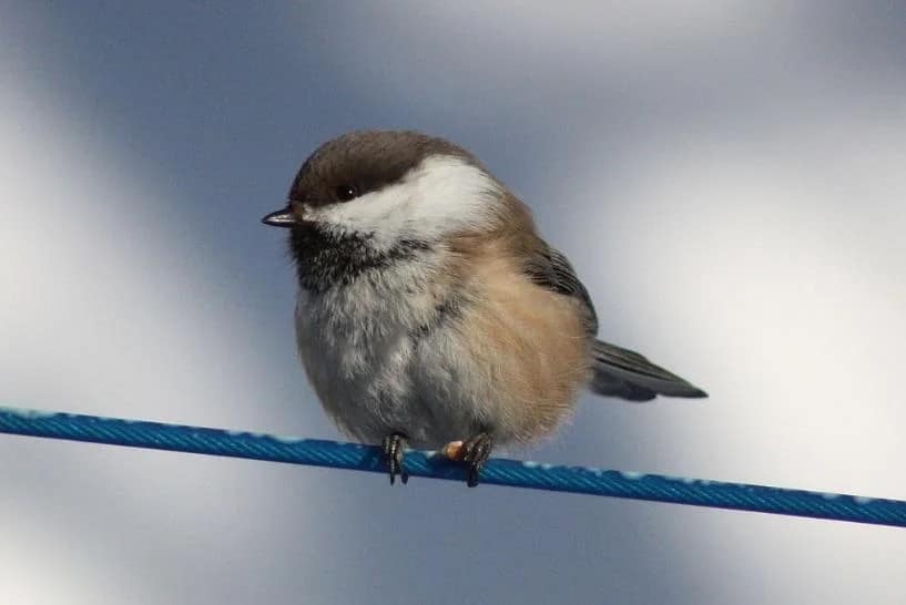 rounds birds-20-3-31-2025 - Thunder Dungeon | The Funniest Memes. Period.