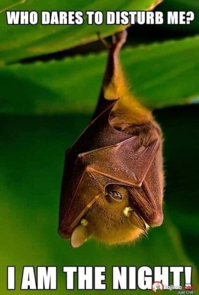 30 Bat Memes Celebrating the Cutest Nightmares in the Sky