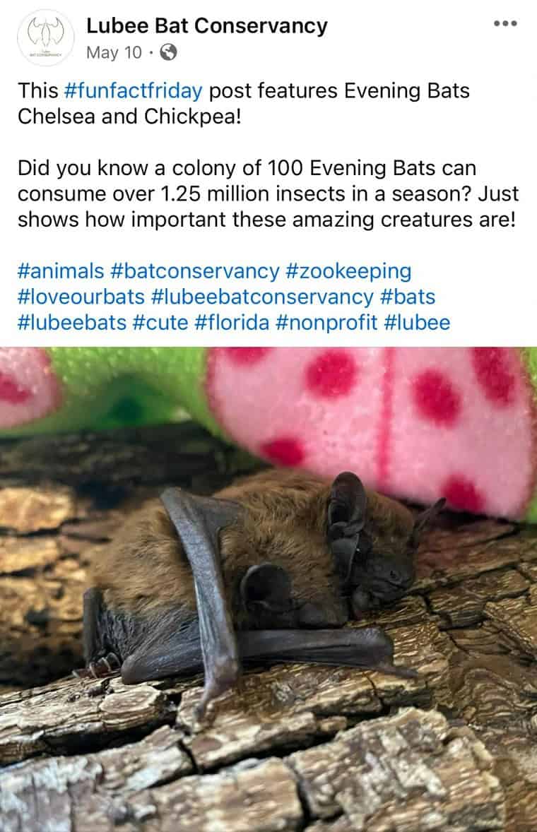 bat memes-26-4-8-2025 - Thunder Dungeon | The Funniest Memes. Period.