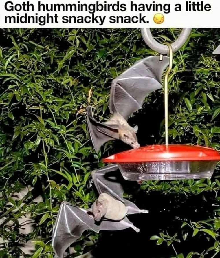 bat memes-28-4-8-2025 - Thunder Dungeon | The Funniest Memes. Period.