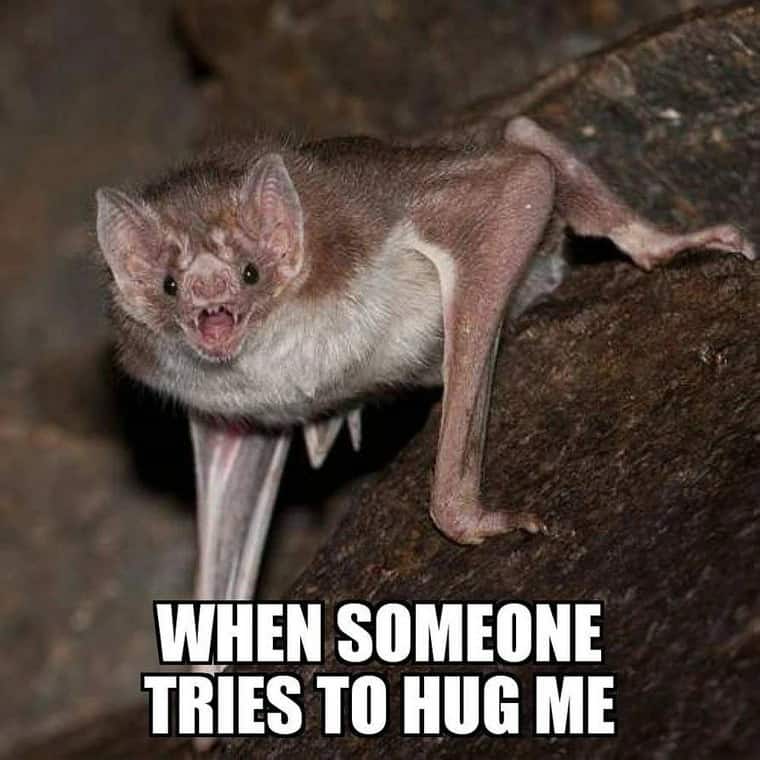 bat memes-29-4-8-2025 - Thunder Dungeon | The Funniest Memes. Period.