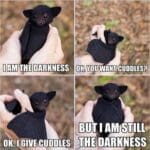 30 Bat Memes Celebrating the Cutest Nightmares in the Sky