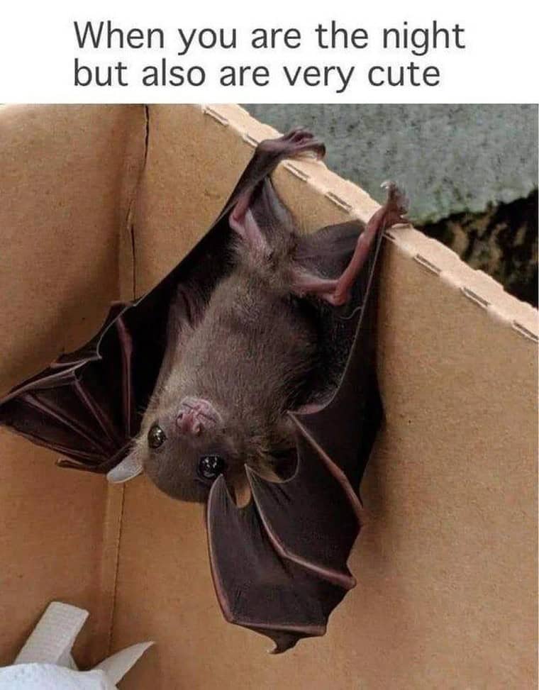 bat memes-8-4-8-2025 - Thunder Dungeon | The Funniest Memes. Period.
