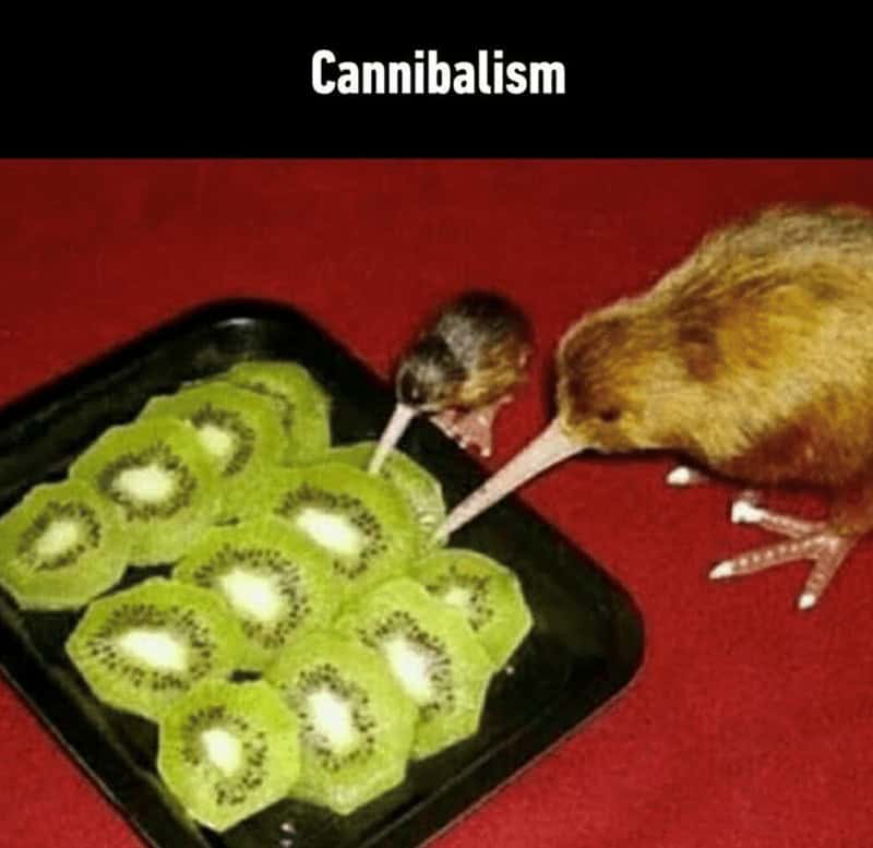 fruit memes-39-20250417 - Thunder Dungeon | The Funniest Memes. Period.