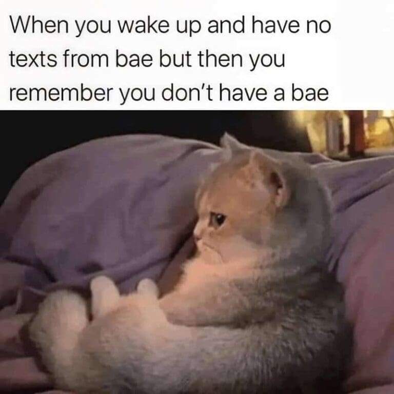 40 Hilarious Grumpy Animal Memes to Cure Your Own Bad Mood