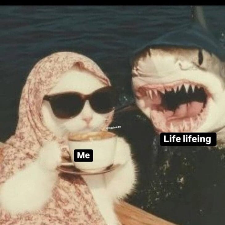 40 Hilarious Grumpy Animal Memes to Cure Your Own Bad Mood