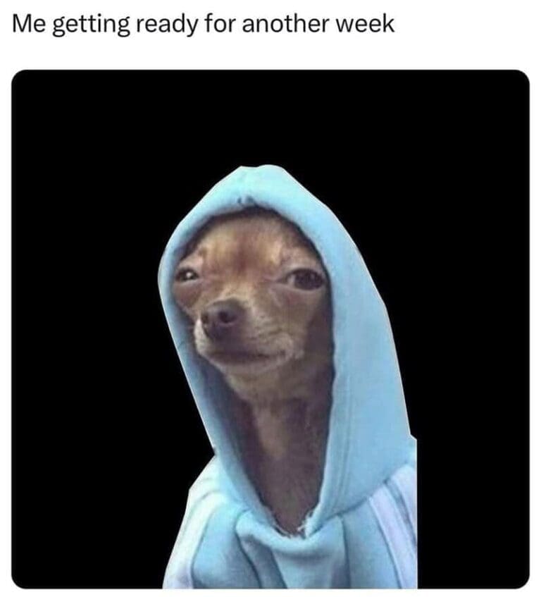 40 Hilarious Grumpy Animal Memes to Cure Your Own Bad Mood