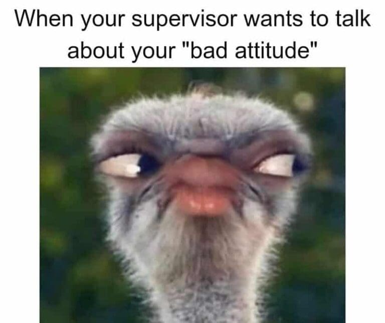 40 Hilarious Grumpy Animal Memes to Cure Your Own Bad Mood