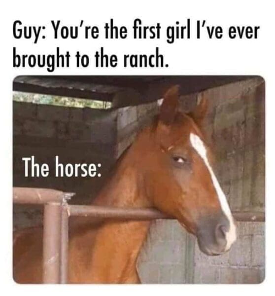 Horse Memes: 40 Memes For The Horse Girls & Boys