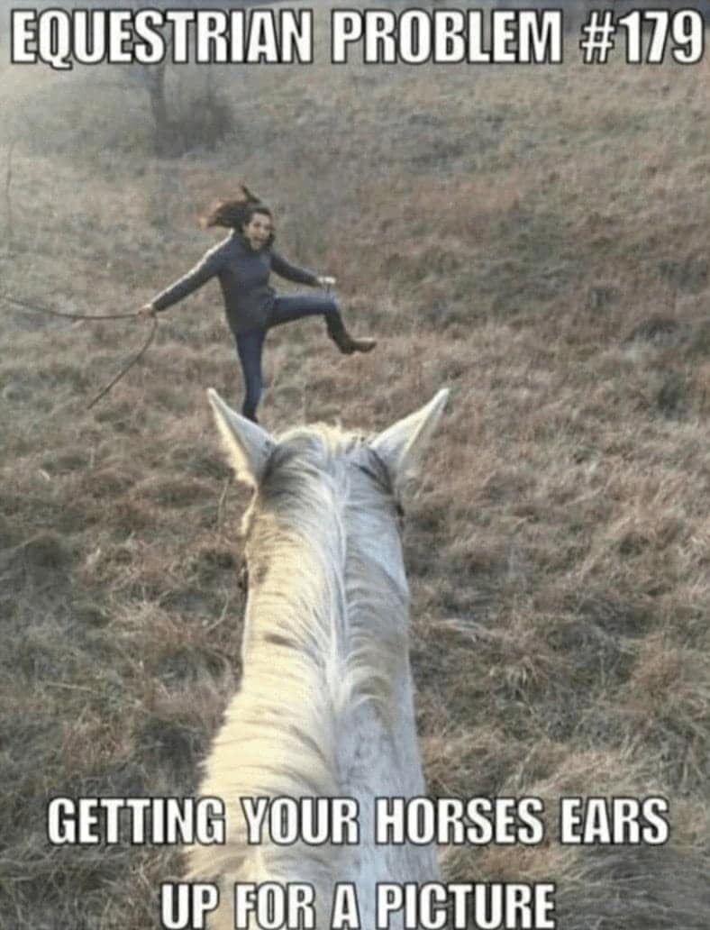 horse memes-36-20250417 - Thunder Dungeon | The Funniest Memes. Period.