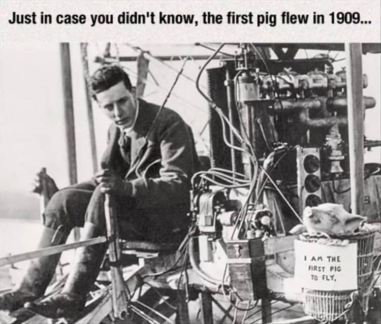 pig memes-19-20250417 - Thunder Dungeon | The Funniest Memes. Period.