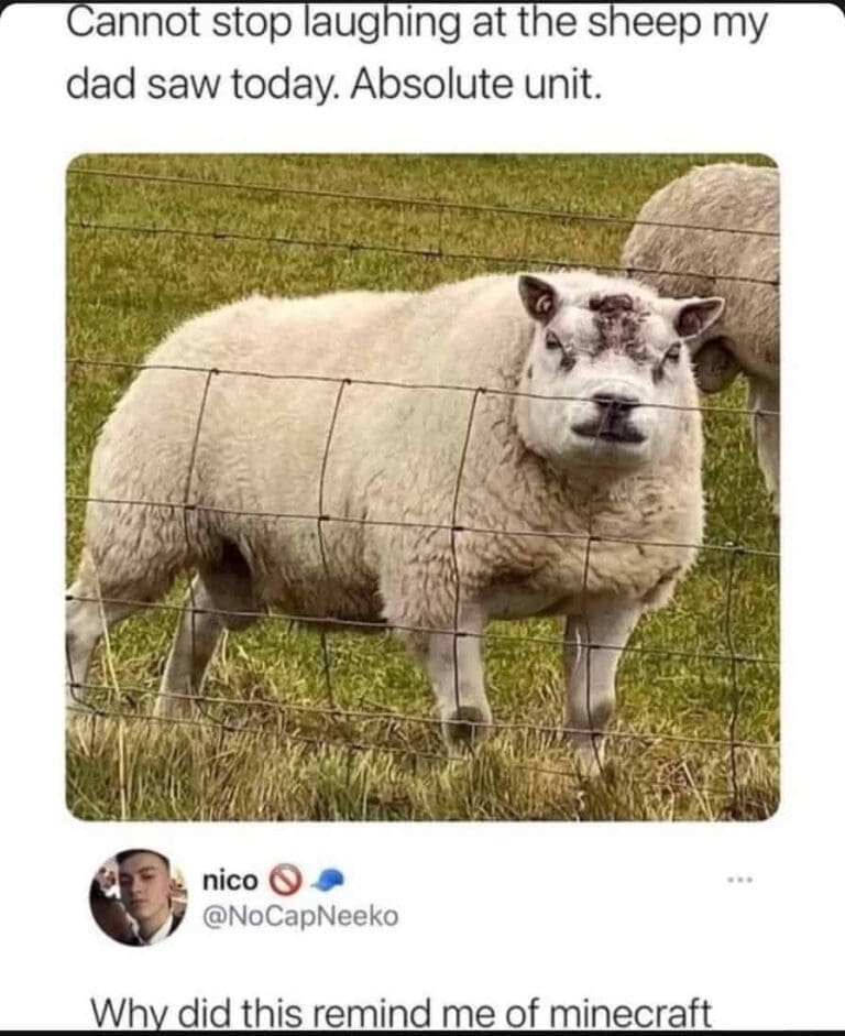 16 Hilarious Sheep Memes Proving Ewe Were Right to Scroll