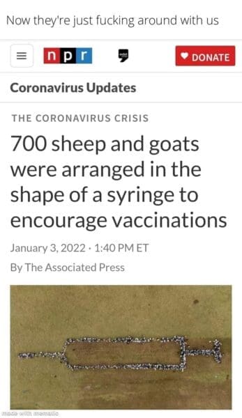 16 Hilarious Sheep Memes Proving Ewe Were Right to Scroll