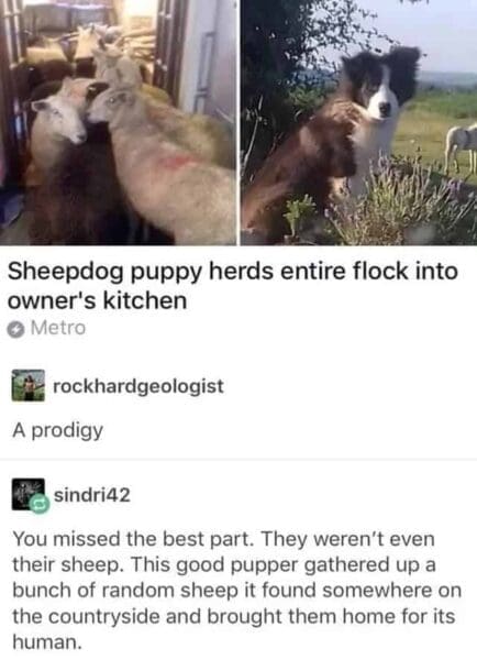 16 Hilarious Sheep Memes Proving Ewe Were Right to Scroll