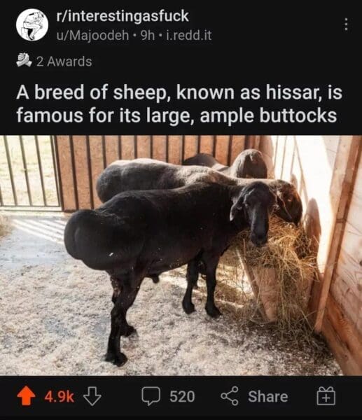 16 Hilarious Sheep Memes Proving Ewe Were Right to Scroll