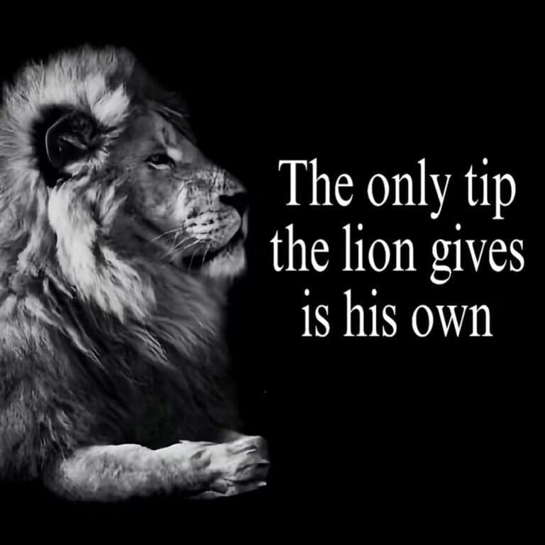 The Lion Memes: 19 Times The Lion Did Not Concern Himself