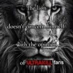 The Lion Memes: 19 Times The Lion Did Not Concern Himself
