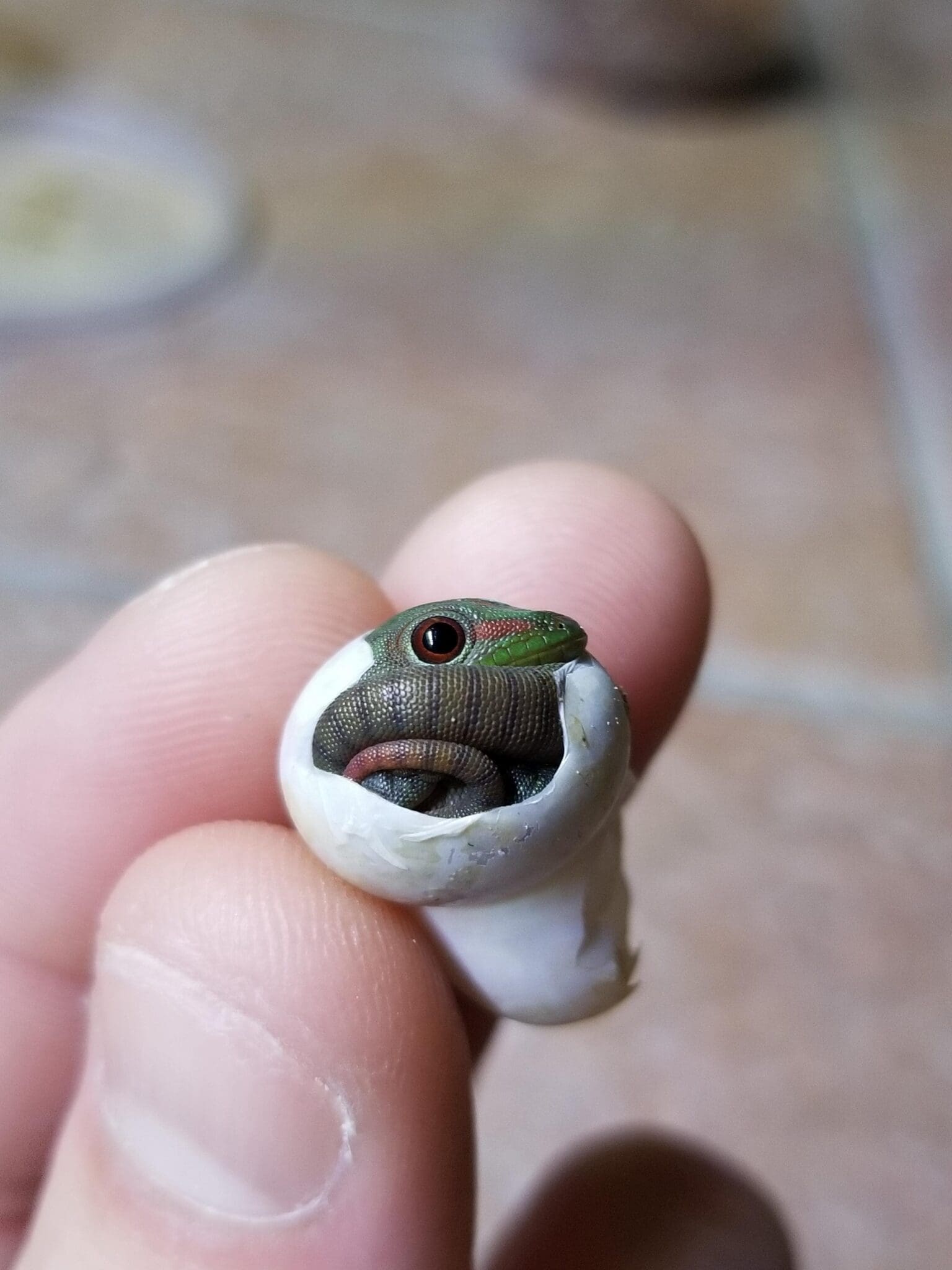 Tiny Animals: 37 Insanely Small Critters (Cuteness Alert)