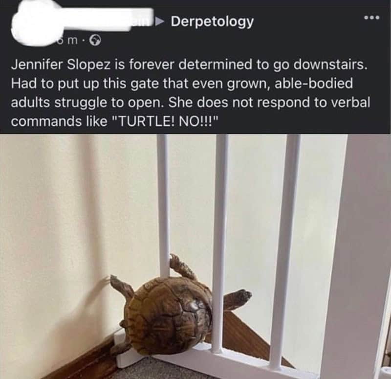turtle memes-11-20250430 - Thunder Dungeon | The Funniest Memes. Period.