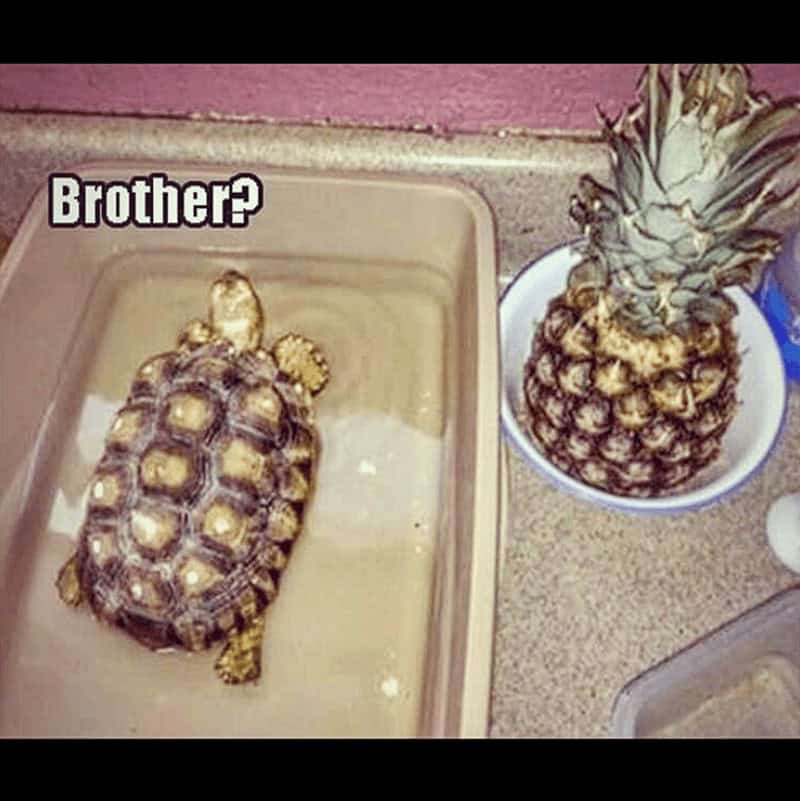 turtle memes-8-20250430 - Thunder Dungeon | The Funniest Memes. Period.