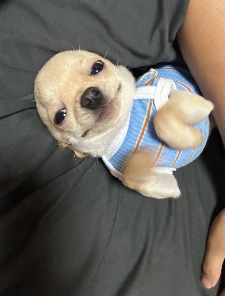 15 Funny Puppies That Are Too Weird to Resist
