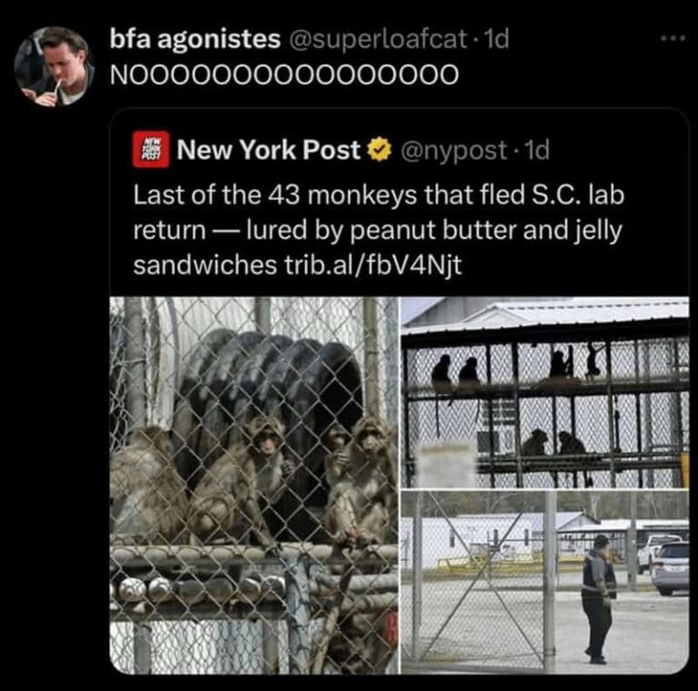 Gorilla Meme Dump: 50 Primate Punchlines in One Swing
