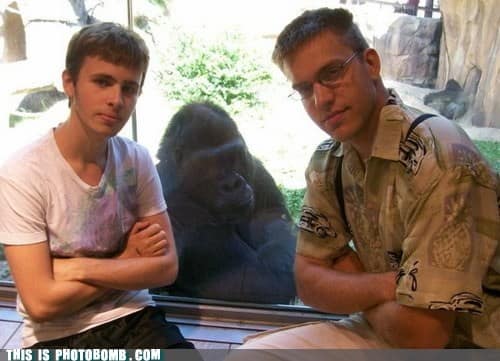 Gorilla Meme Dump: 50 Primate Punchlines in One Swing