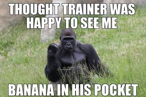 Gorilla Meme Dump: 50 Primate Punchlines in One Swing