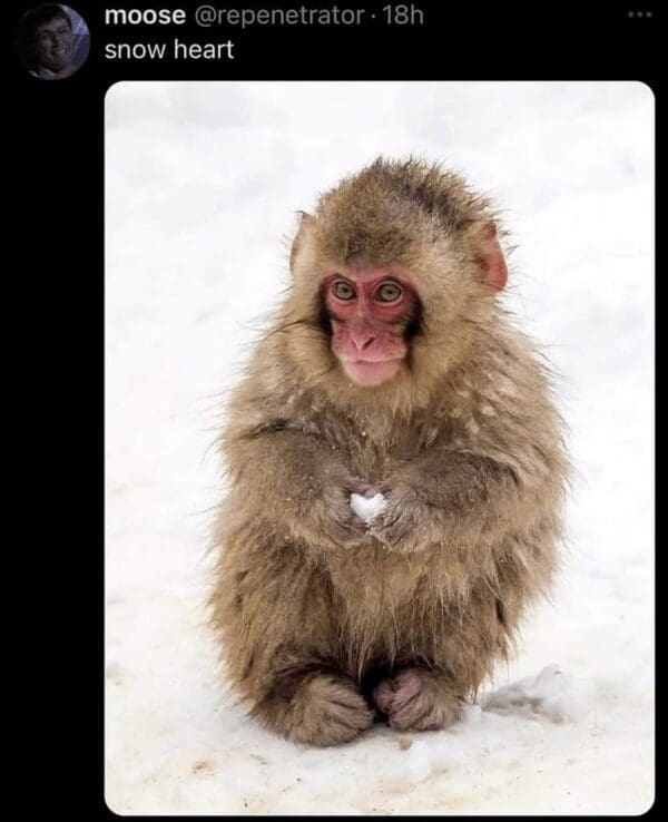 Gorilla Meme Dump: 50 Primate Punchlines in One Swing