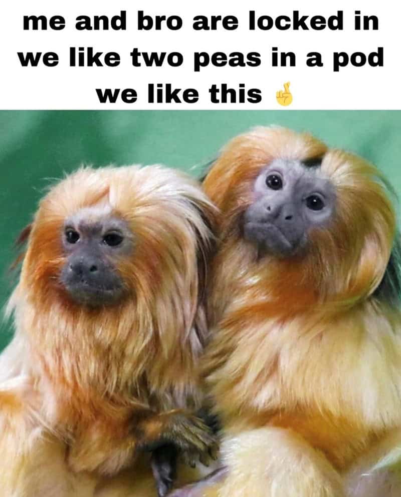 gorilla meme-6-20250505 - Thunder Dungeon | The Funniest Memes. Period.