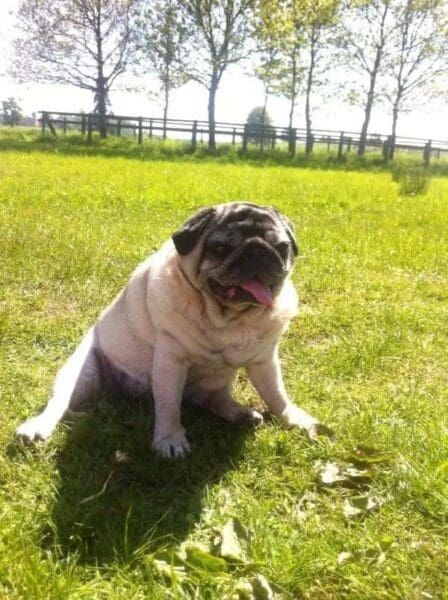 33 Photos Proving Old Pugs Are the Elderly Statesmen of Cuteness