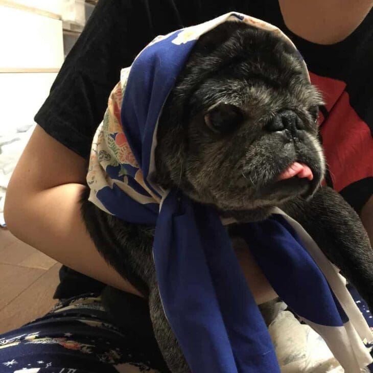 33 Photos Proving Old Pugs Are the Elderly Statesmen of Cuteness