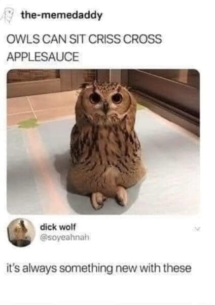 Owl Memes: 32 Feather-Fluffed Laughs for Night Birds