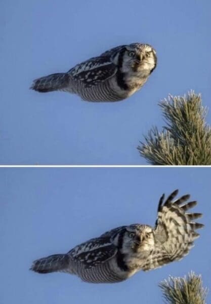 Owl Memes: 32 Feather-Fluffed Laughs for Night Birds
