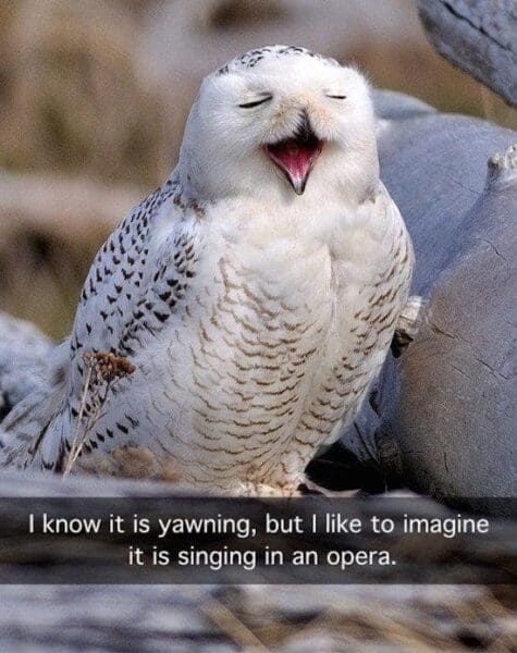 Owl Memes: 32 Feather-Fluffed Laughs for Night Birds