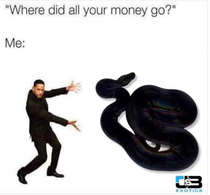 reptile memes-1-20250525 - Thunder Dungeon | The Funniest Memes. Period.