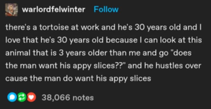 reptile memes-14-20250525 - Thunder Dungeon | The Funniest Memes. Period.