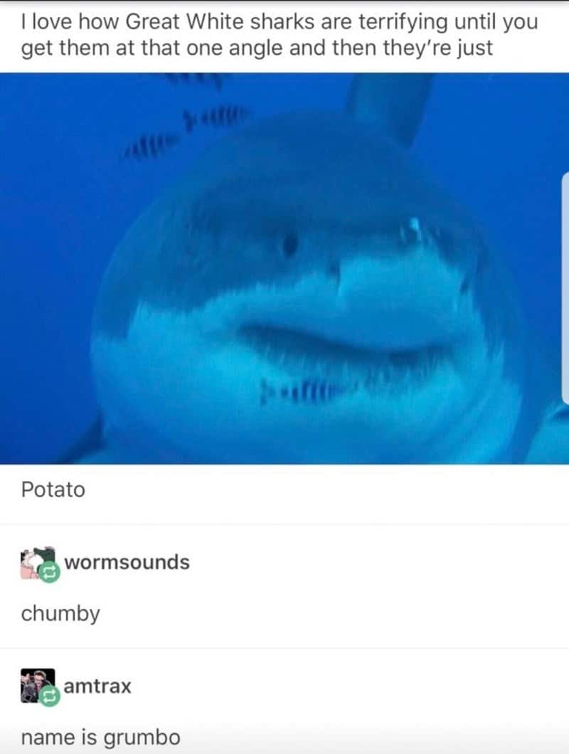 shark memes-1-20250515 - Thunder Dungeon | The Funniest Memes. Period.