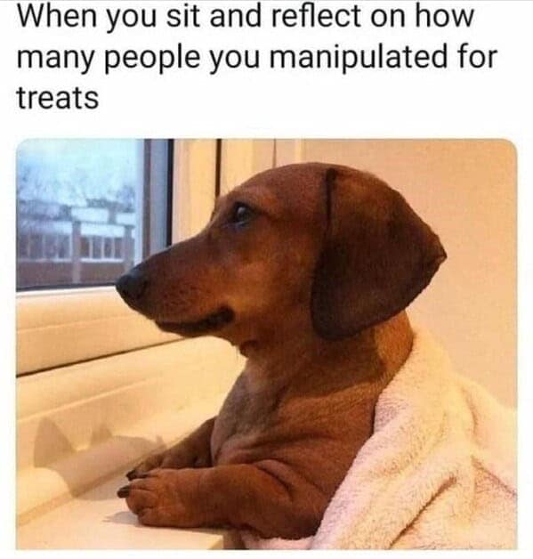 dog memes-17-5-30-2025 - Thunder Dungeon | The Funniest Memes. Period.