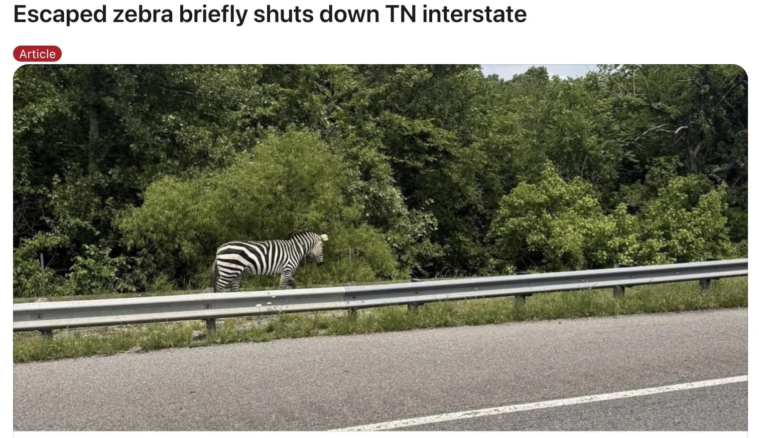 ed the zebra memes-25-20250617 - Thunder Dungeon | The Funniest Memes ...