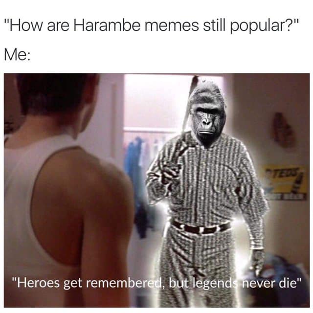 Harambe Memes: 25 Gorilla-Sized Laughs, Nine Years Later