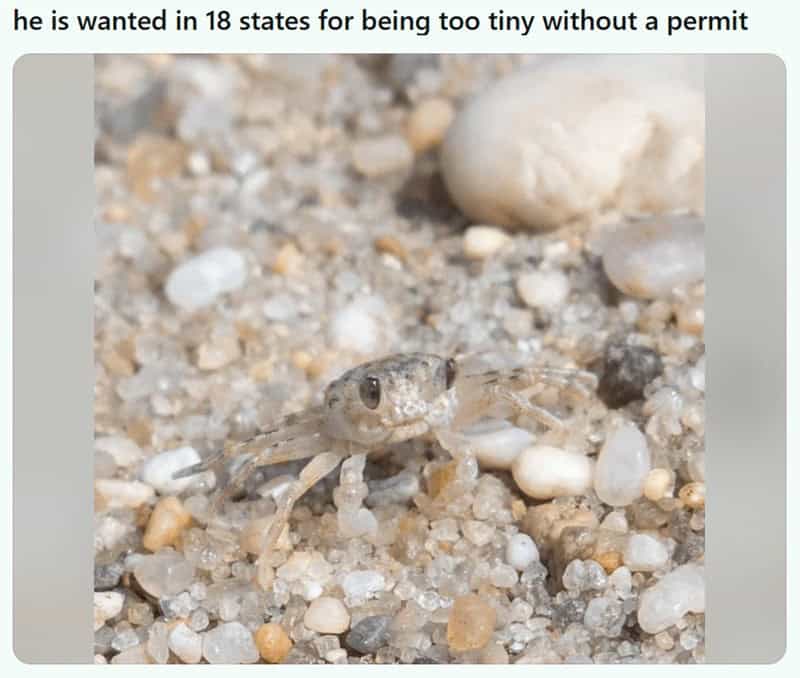 ocean memes-24-6-2-2025 - Thunder Dungeon | The Funniest Memes. Period.