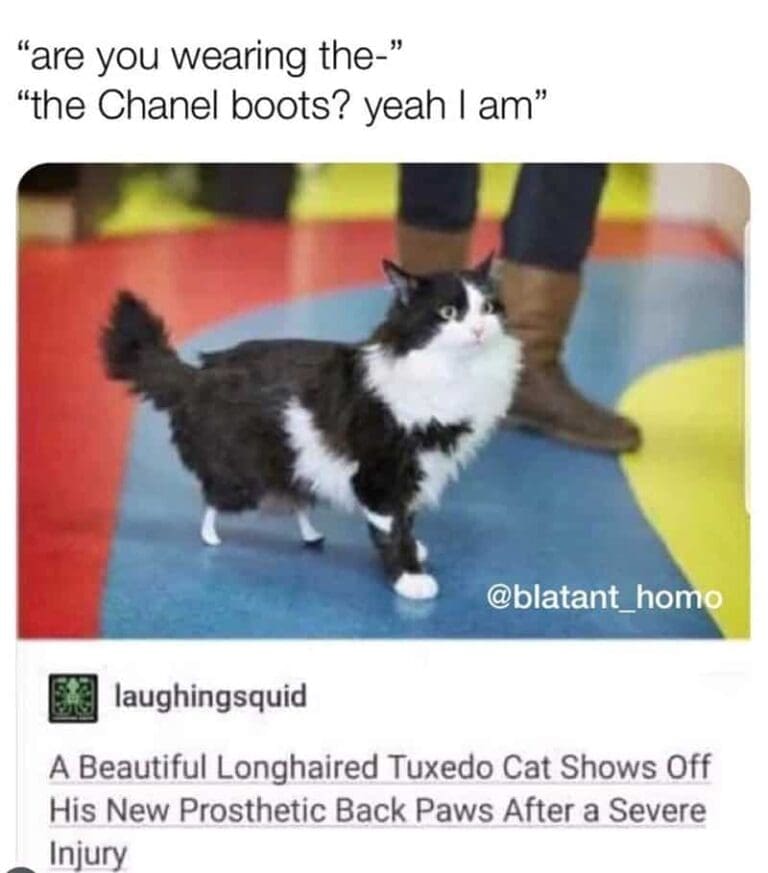 25 Pride Cats Memes That Are Purrrfect To Celebrate With
