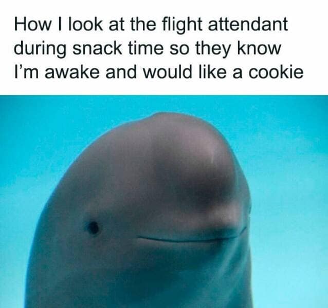 classic memes-2-20250707 - Thunder Dungeon | The Funniest Memes. Period.